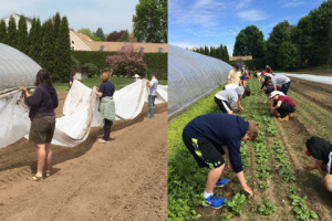 Volunteer - Lexington Community Farm