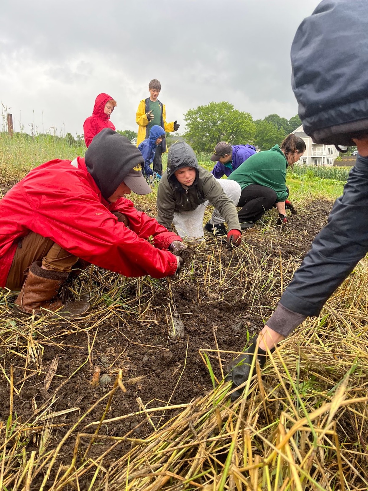 Volunteer - Lexington Community Farm