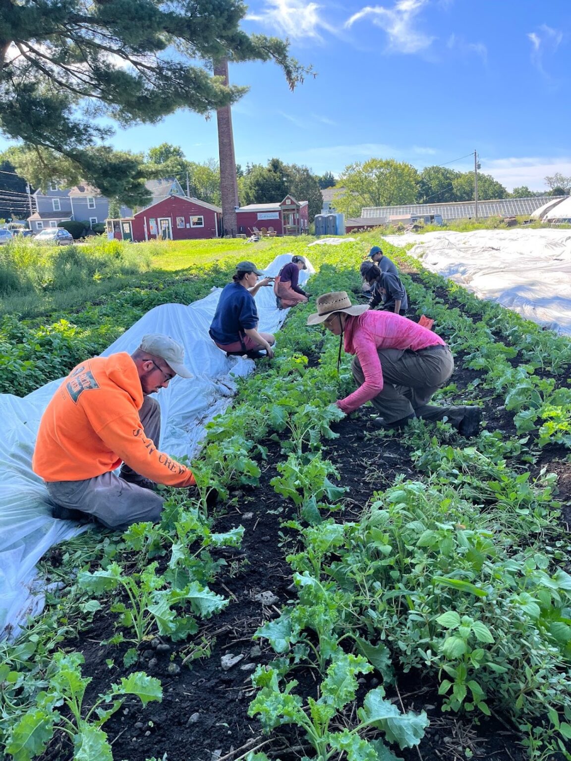 Volunteer - Lexington Community Farm
